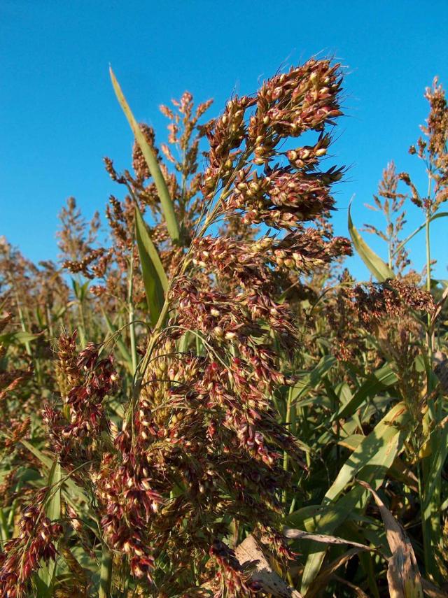 Sudan Grass Sorghum × Drummondii Seeds Feedipedia