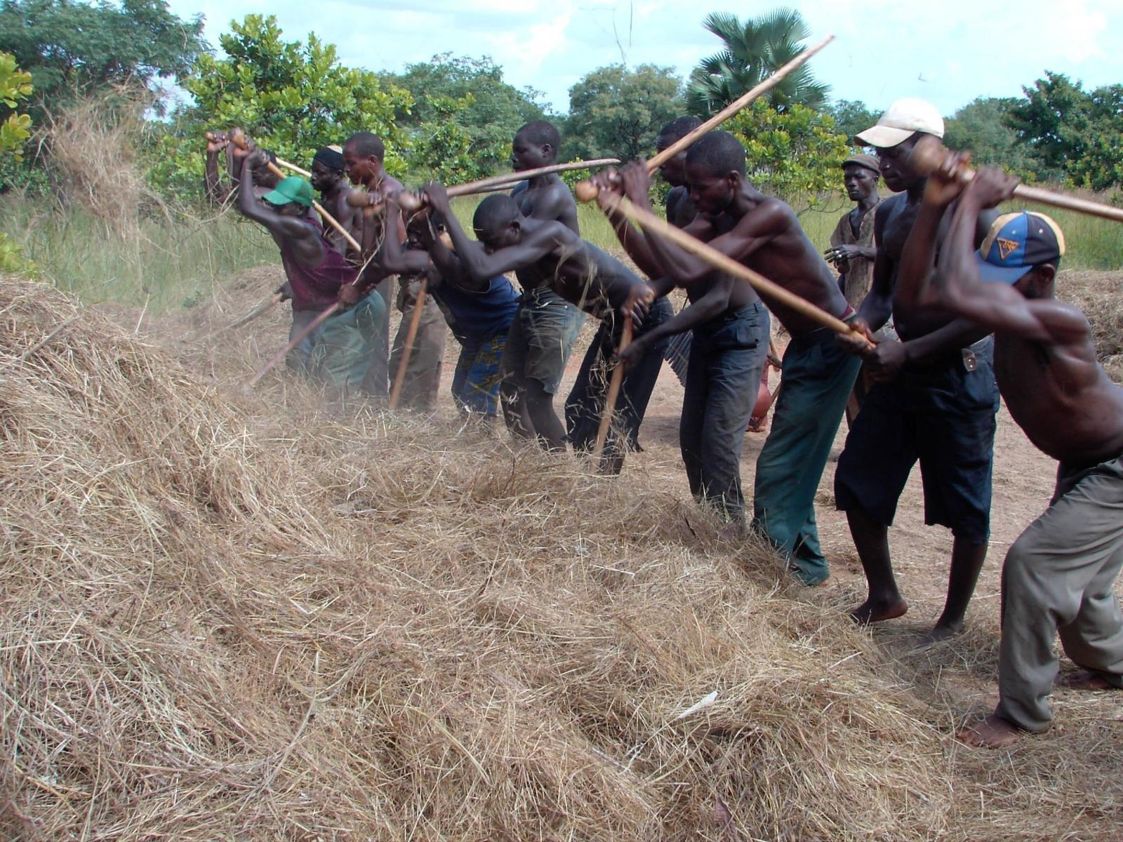 Fonio (Digitaria exilis) grain | Feedipedia