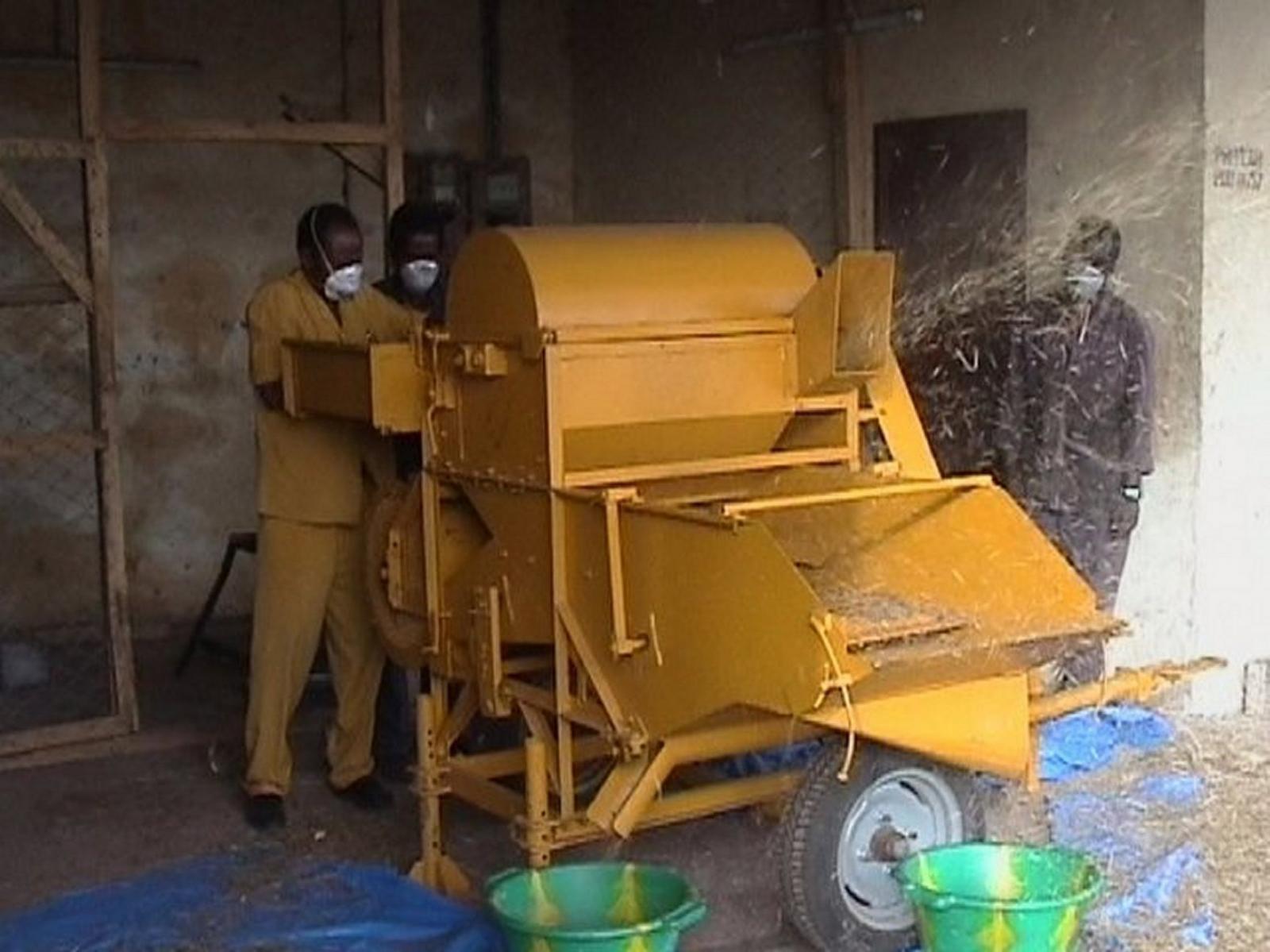 Fonio (Digitaria exilis) grain | Feedipedia