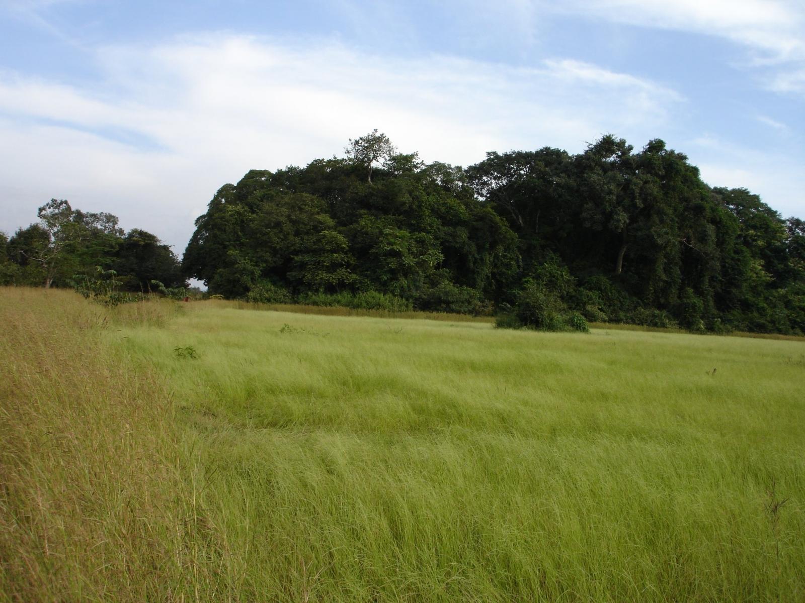 Fonio (Digitaria exilis) forage | Feedipedia