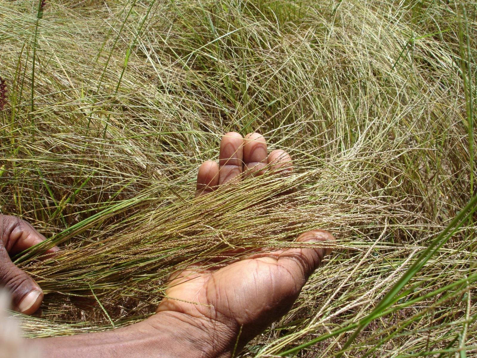 Fonio (Digitaria exilis) forage | Feedipedia