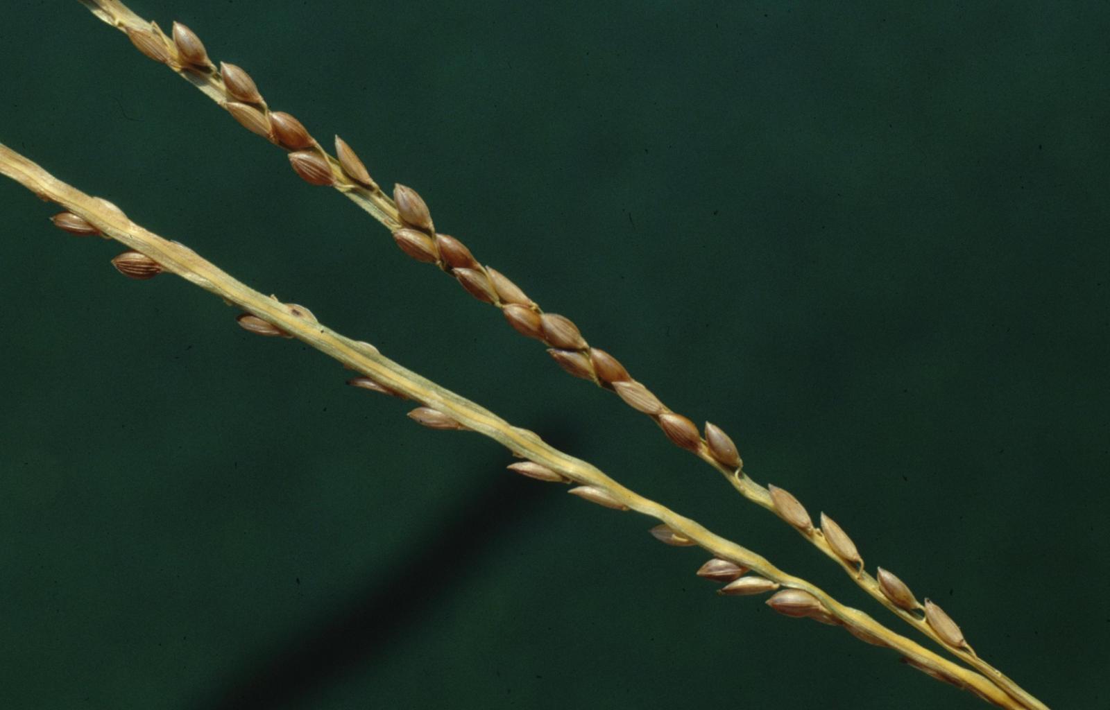 Fonio (Digitaria exilis) grain | Feedipedia