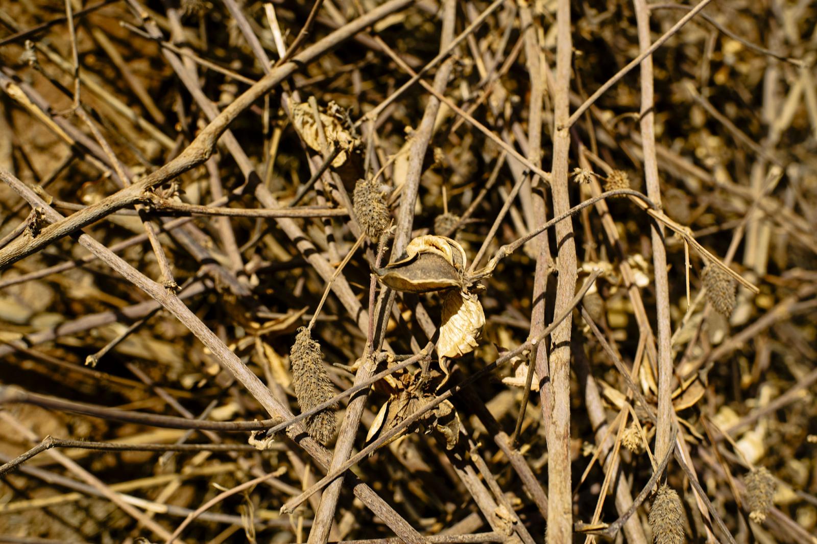 Cotton stalks, Burkina Faso | Feedipedia
