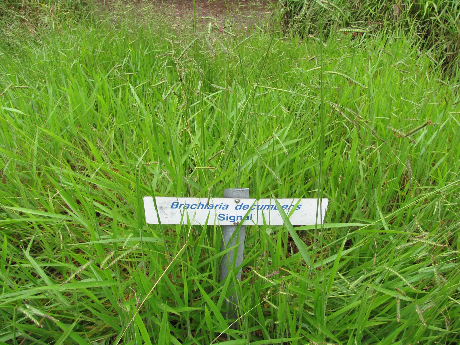 Signal Grass Brachiaria Decumbens Feedipedia