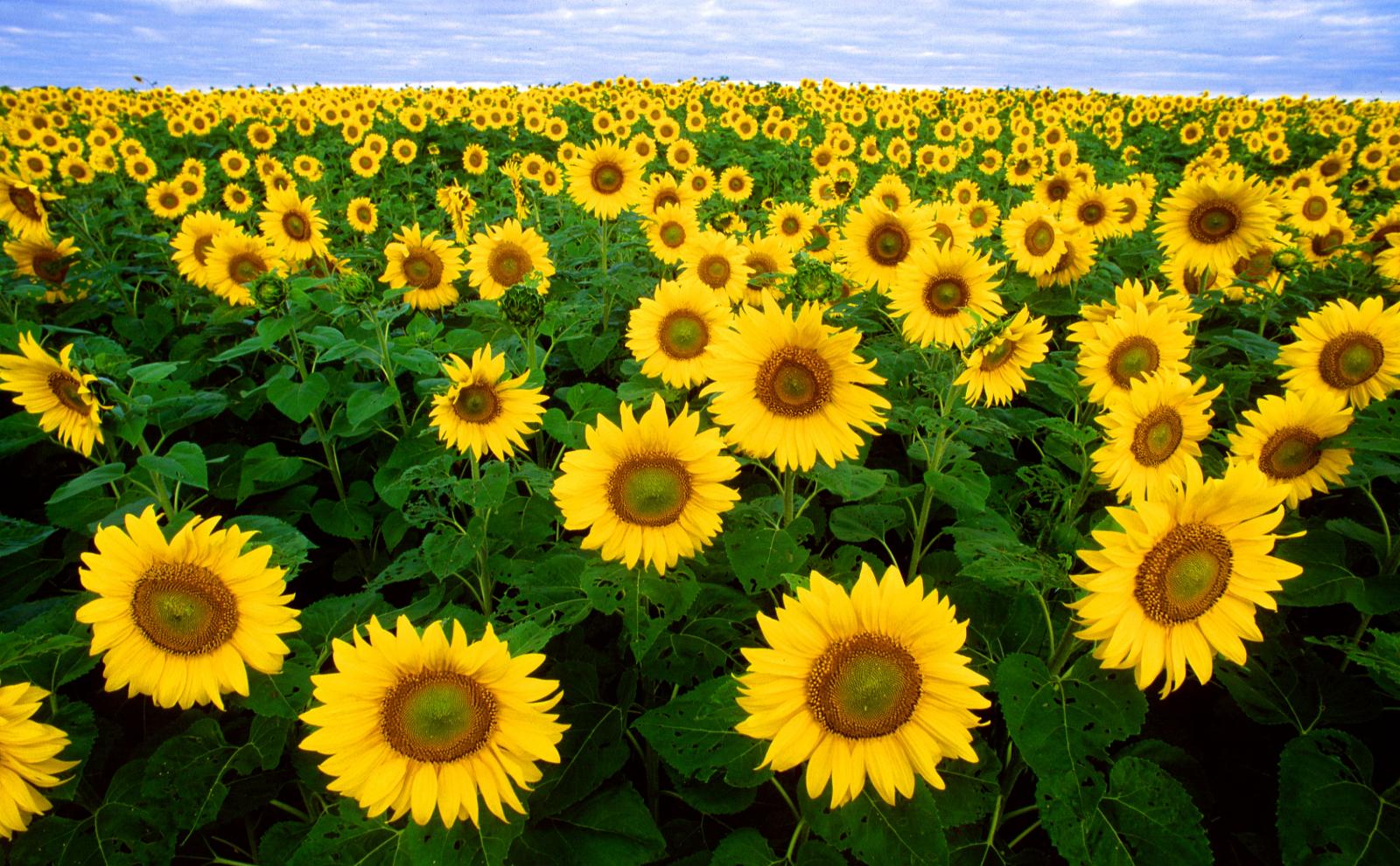 Sunflower general Feedipedia Sunflower general Feedipedia