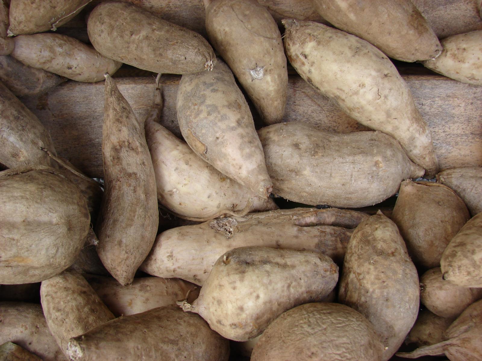 Sweet Potato Ipomoea Batatas Tubers Feedipedia