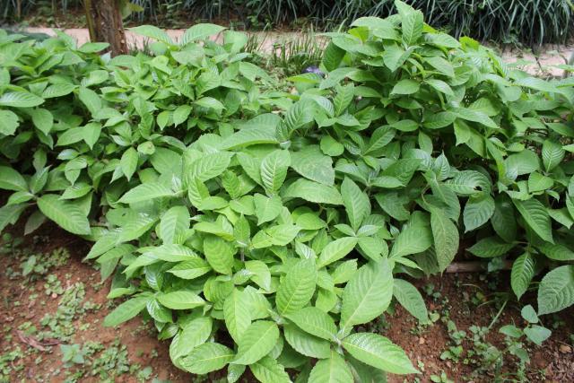 Nacedero (Trichanthera gigantea) | Feedipedia