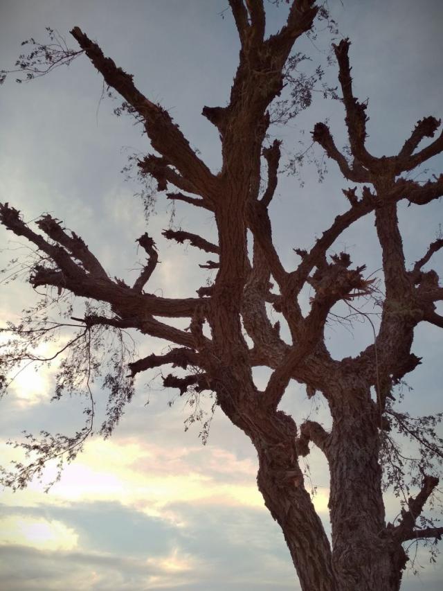 Prosopis (Prosopis cineraria) lopped tree in Rajhastan, India | Feedipedia