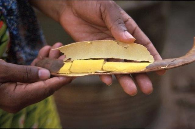 African locust bean (Parkia biglobosa), pod and yellow mealy pulp ...
