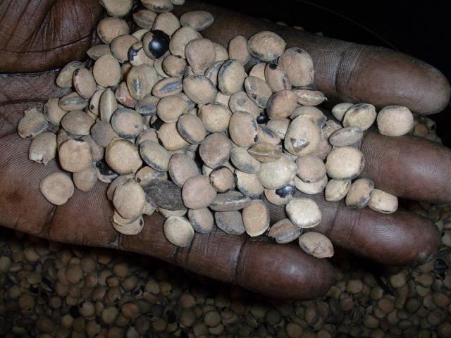 African locust bean (Parkia biglobosa), seeds, Senegal | Feedipedia
