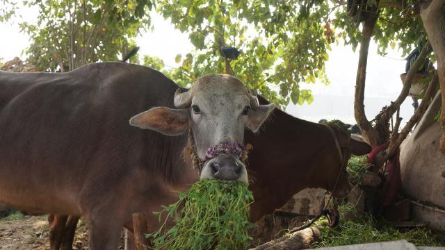 Berseem (Trifolium alexandrinum) eaten by cattle, Alexandria, Egypt ...