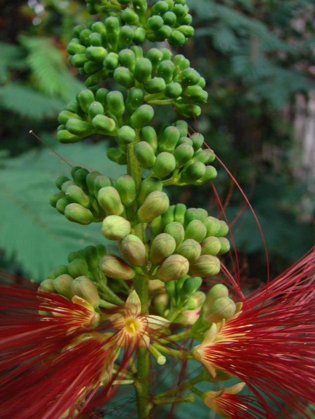 Calliandra (Calliandra calothyrsus), close-up flower | Feedipedia