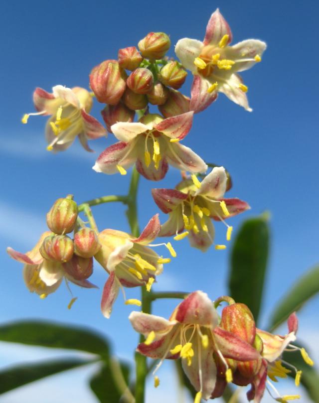 Cassava Manihot Esculenta Inflorescence Feedipedia