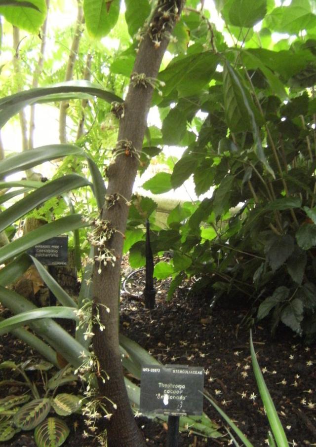 Cocoa (Theobroma cacao), trunk | Feedipedia