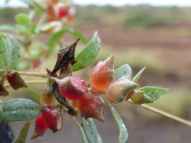 Creeping saltbush (Atriplex semibaccata), fruits | Feedipedia