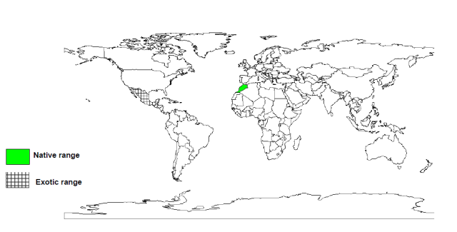 Argan (Argania spinosa), world distribution | Feedipedia