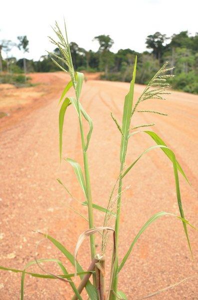 Burgu (Echinochloa stagnina) leaves and inflorescence, Gabon | Feedipedia