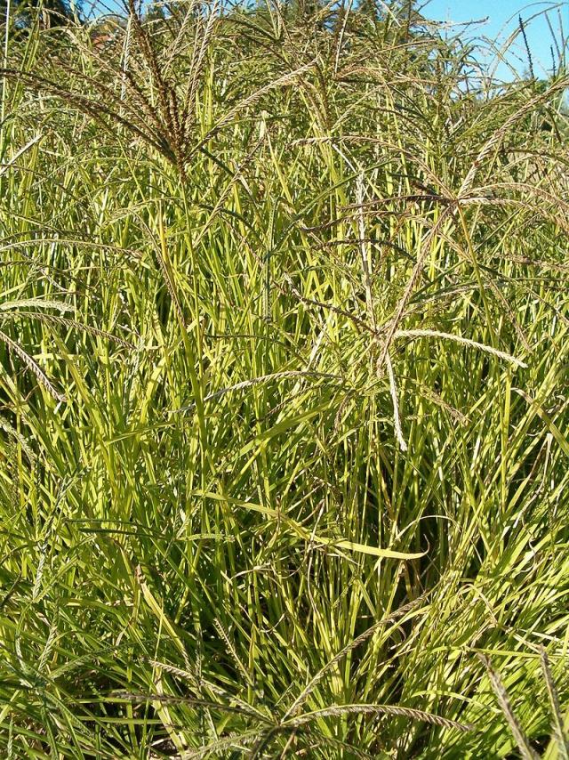 Goose grass (Eleusine indica) habit, botanical garden, Berlin, Germany ...