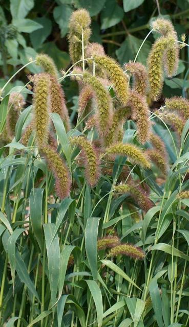 Foxtail millet | Feedipedia