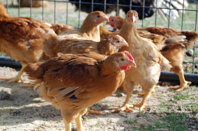 Freedom range broilers | Feedipedia