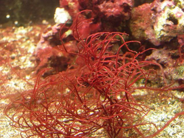 Red algae (Gracilaria spp.) | Feedipedia