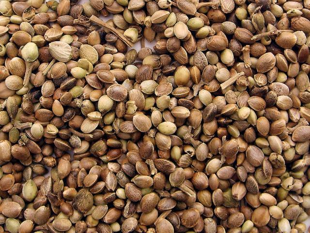 Hemp Seeds In Telugu