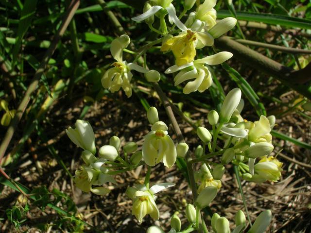 Moringa (Moringa oleifera) flowers | Feedipedia