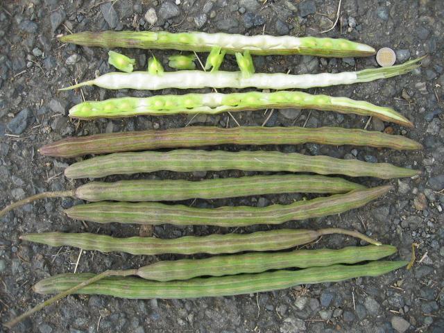 Moringa (Moringa oleifera) pods | Feedipedia