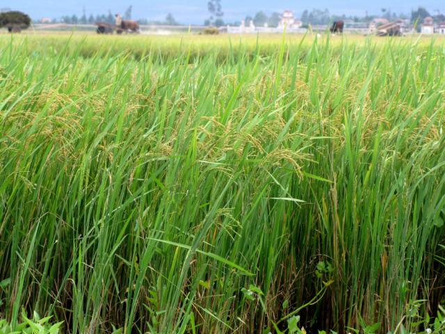 Rice field during harvest, Central Vietnam | Feedipedia