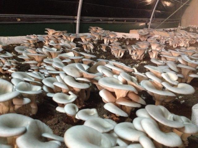 Oyster mushrooms (Pleurotus ostreatus) | Feedipedia