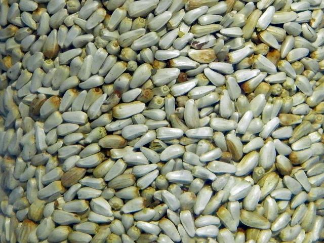 Safflower (Carthamus tinctorius) seeds | Feedipedia