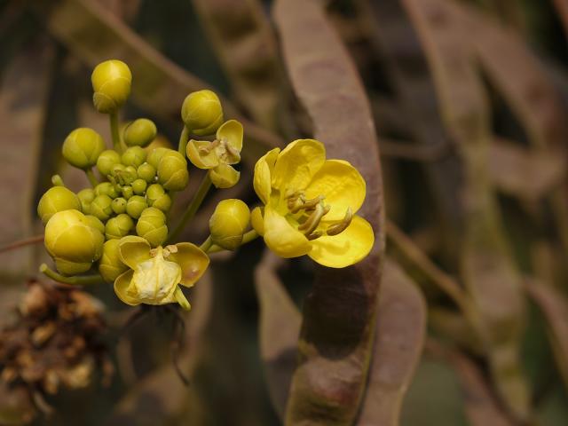 Siamese senna (Senna siamea) flowers, Thane, India | Feedipedia