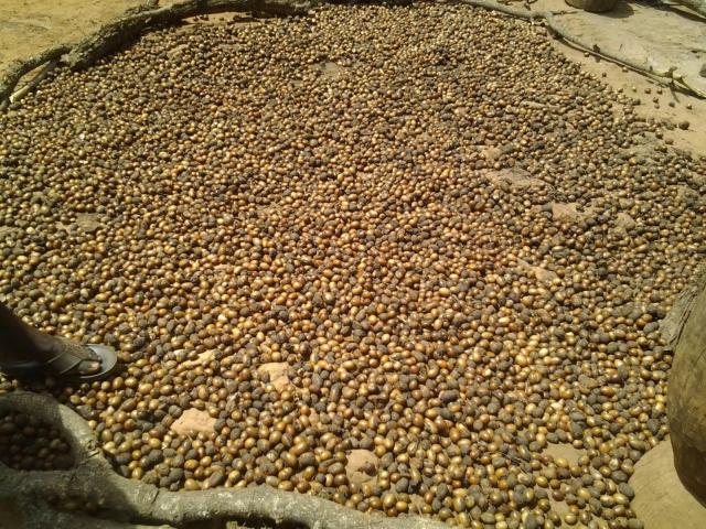 Sheanut (Vitellaria paradoxa), seeds, Ghana | Feedipedia