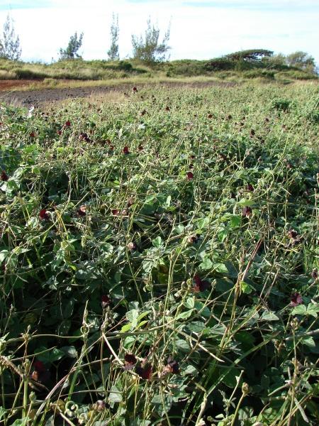Siratro (Macroptilium atropurpureum) stand, trailing habit, Hawaii ...