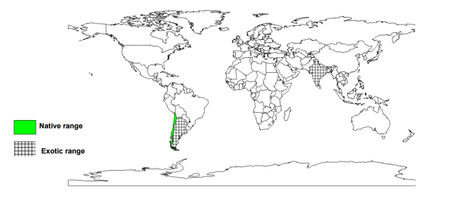 Tamarugo (Prosopis tamarugo), distribution | Feedipedia