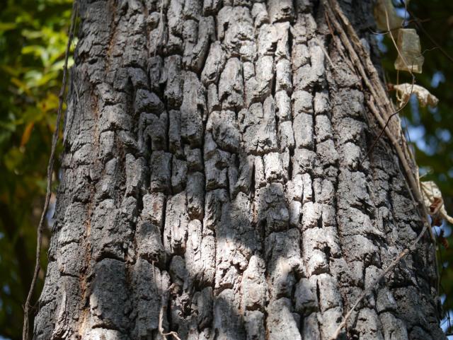 Asna (Terminalia elliptica) bark, Tungareshwar Wildlife Sanctuary ...