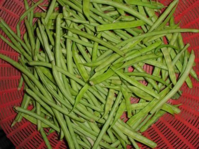 Barbatti pods, India | Feedipedia