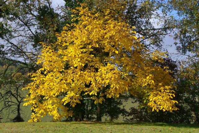 Walnut tree (Juglans regia) in autumn, France | Feedipedia