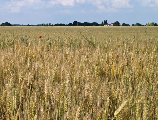 Wheat field, France | Feedipedia