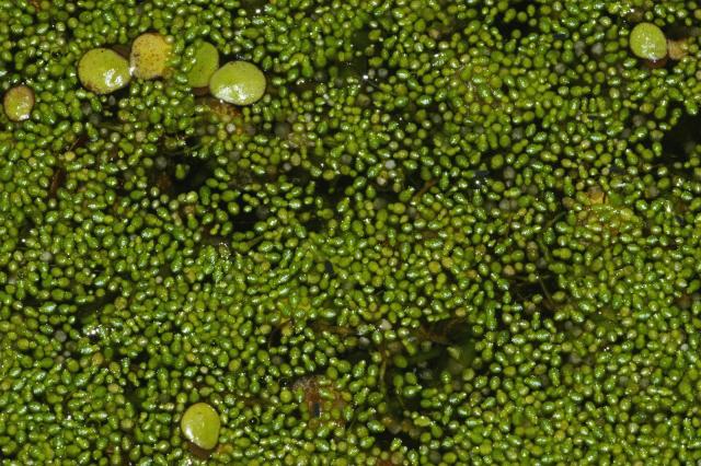Duckweeds: Wolffia Arrhiza | Feedipedia