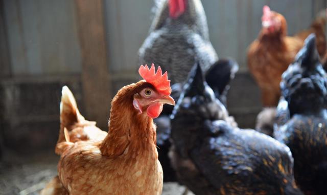 Find info about livestock feed on Feedipedia! | Feedipedia