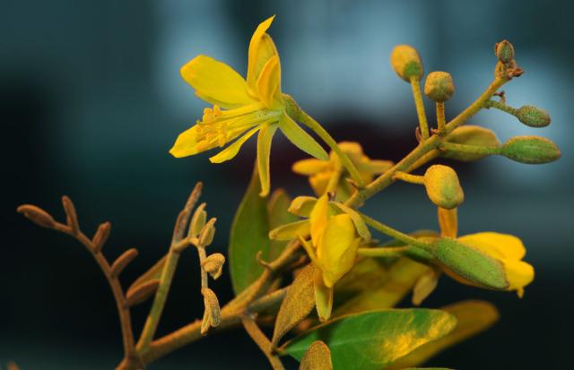 Yeheb (Cordeauxia edulis), flowers | Feedipedia